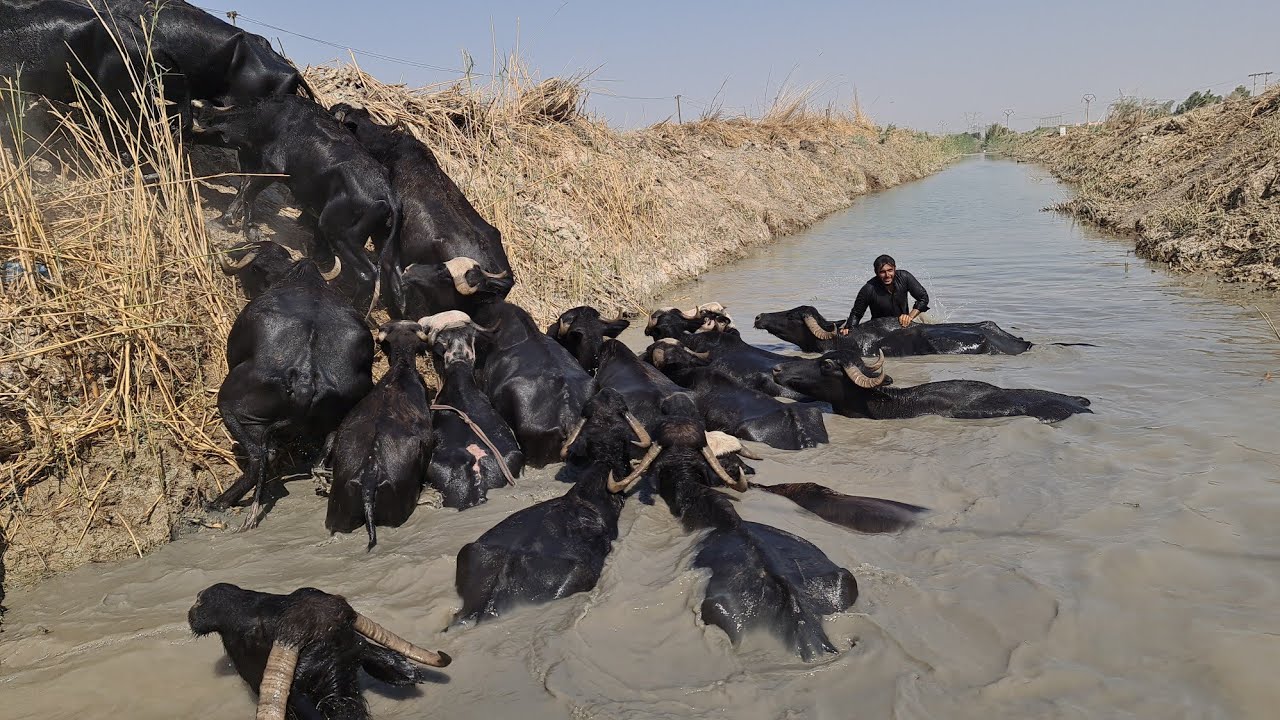 الجاموس أذكى الحيوانات معلومات مهمة عن الجاموس - YouTube