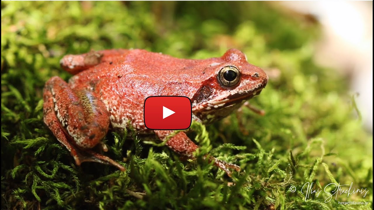 Κόκκινος Ελληνικός Βάτραχος, Rana graeca - A red Greek Stream Frog ...