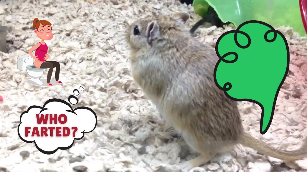 mouse fart, mouse farting, mouse virus fart, mouse virus fart art ...