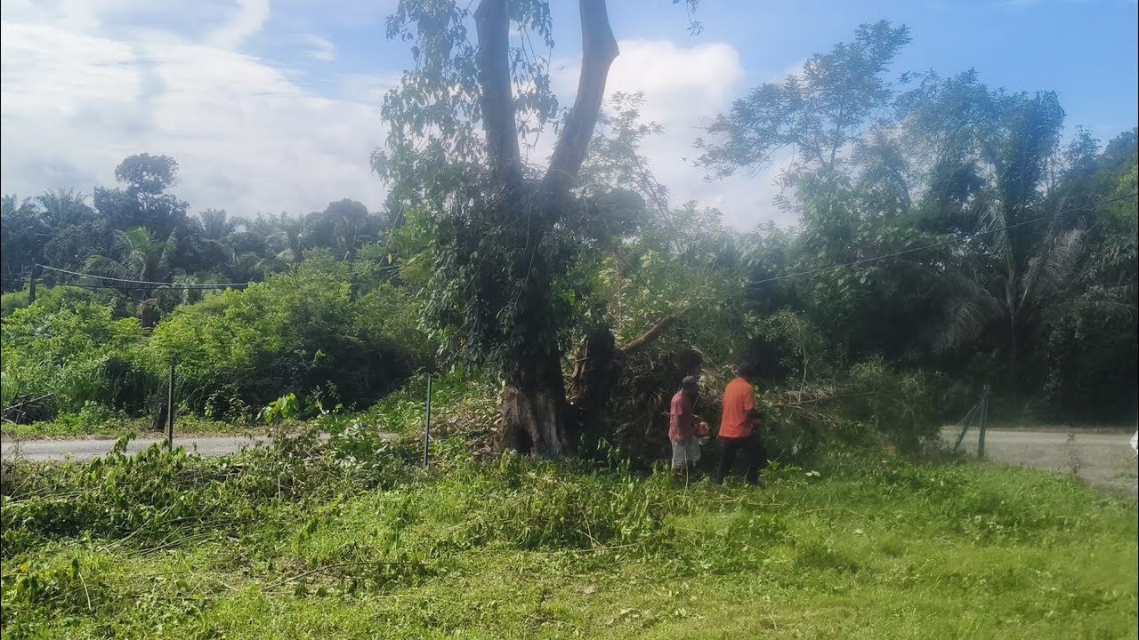 Cutting Old Trees Rescue pandan Weasel . - YouTube