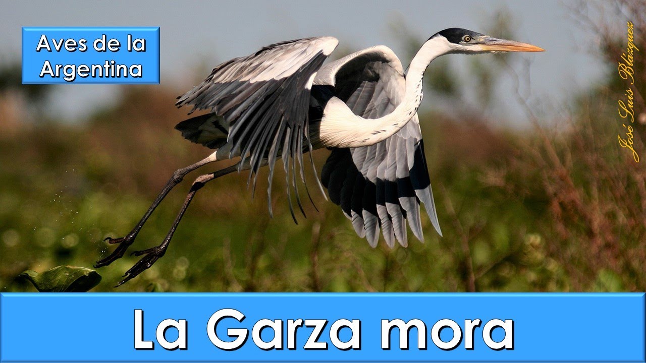 Garza mora, White necked Heron, (Ardea cocoi), Aves de la Argentina ...