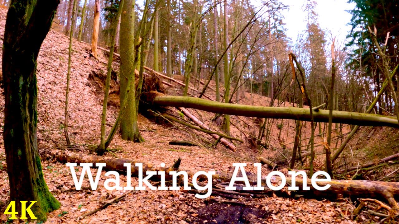 Forest Walk | 4K | ASMR | Virtual Walking | Nature Walking Tour | Pure ...