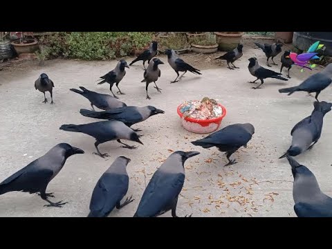 Huge numbers of crows crowing and crying sounds | Crow bird Fight for ...