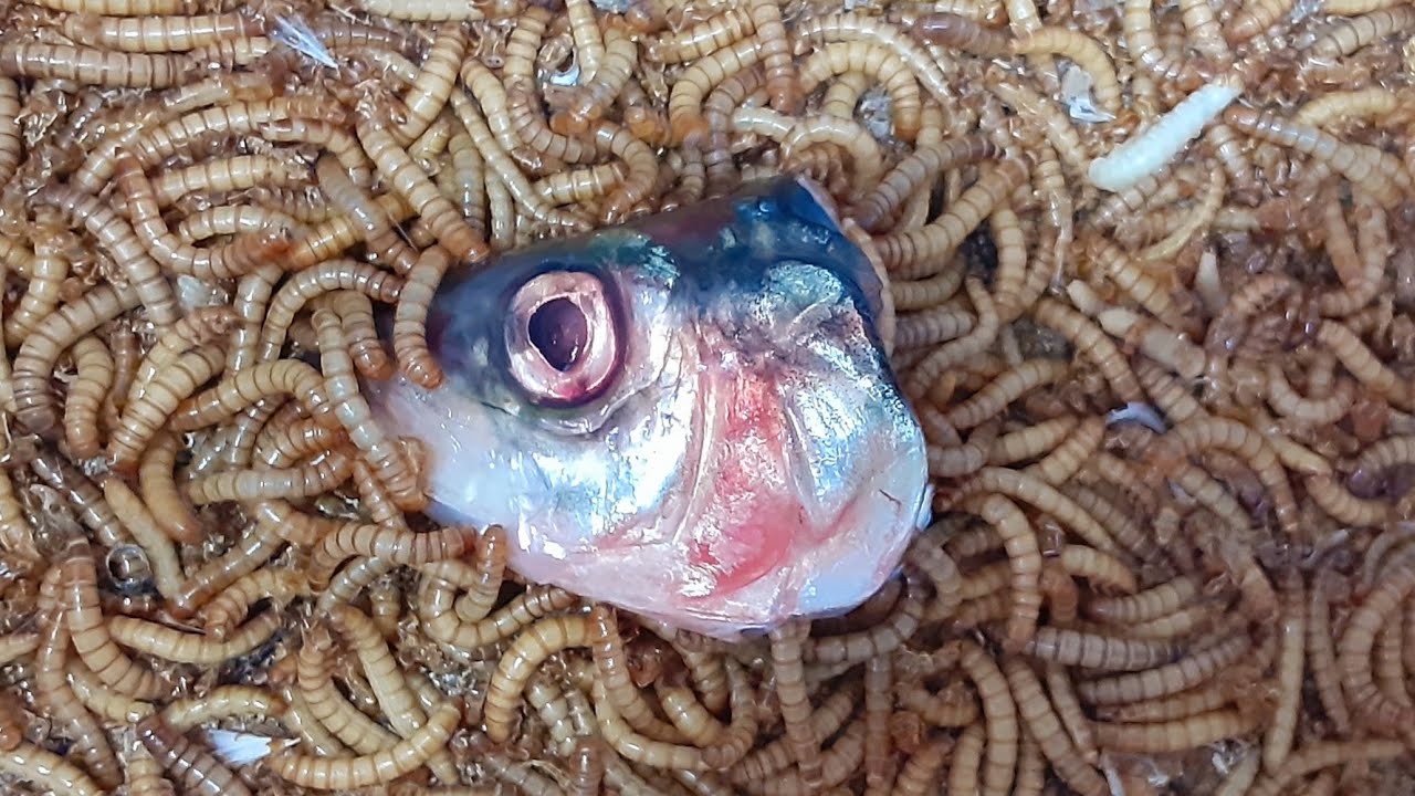 1000mealworm(superworm) eating big fish head - YouTube