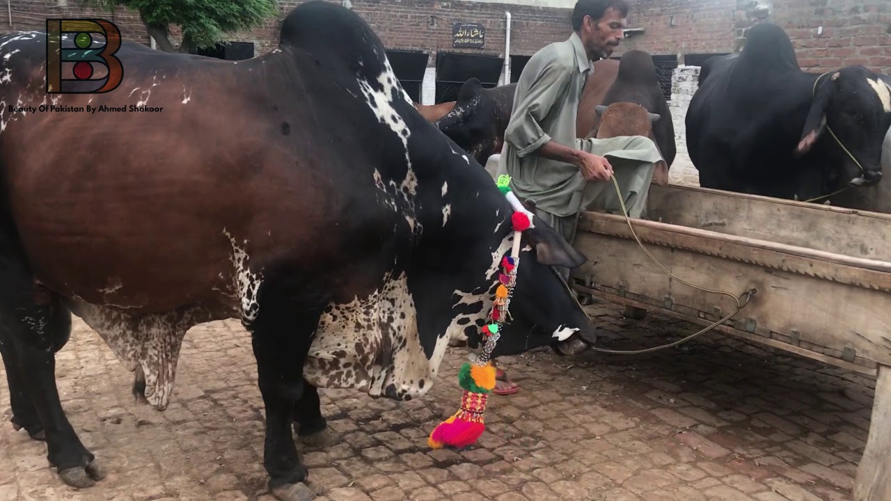The Biggest Cow Qurbani 2020 | Eid Ul Adha Cow Qurbani Sialkot Pakistan ...