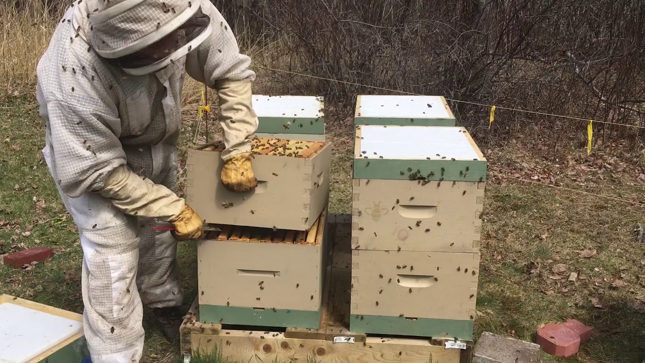 Haskap Pollination - YouTube