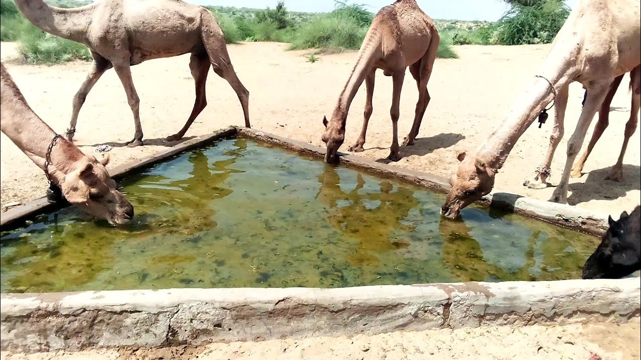 A Group Of Camel Drinking water // Camel of Desert - YouTube