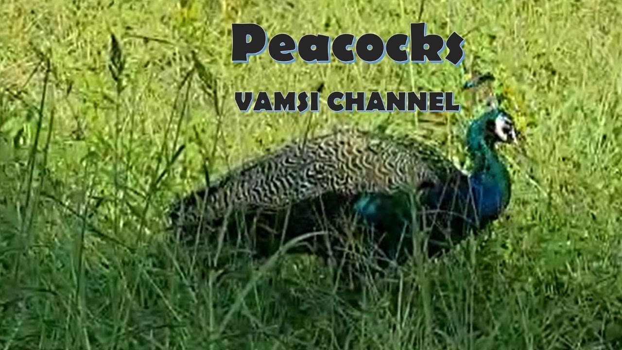 Peacocks | அழகான மயில்கள் |bird | 2023 | Vamsi Channel - YouTube