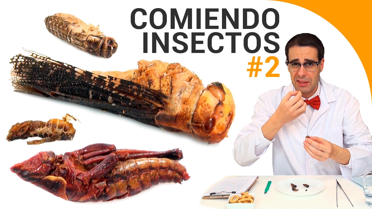 Comiendo insectos #2: termitas, langostas, grillos y chapulines ...