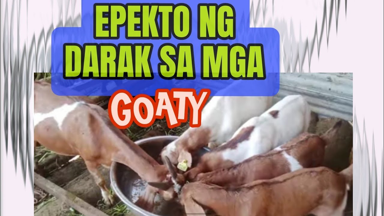 epekto ng darak sa mga goaty. #happyfarming #goatfarming - YouTube