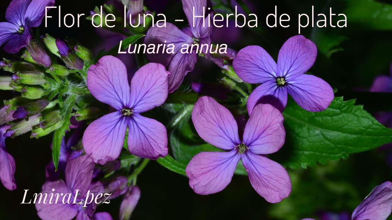Flor de luna - Hierba de plata (Lunaria annua) - YouTube