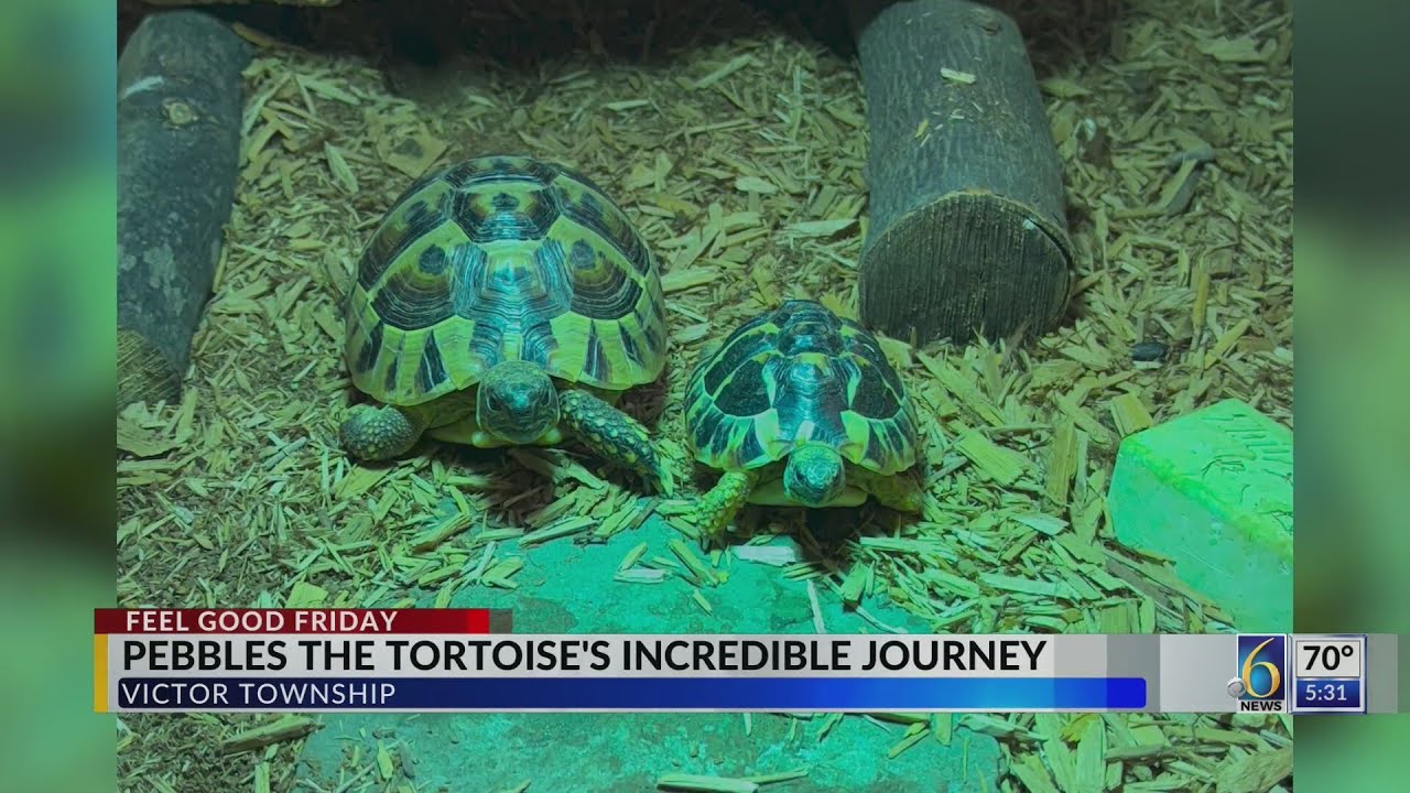 Pebbles the tortoise's incredible journey - YouTube