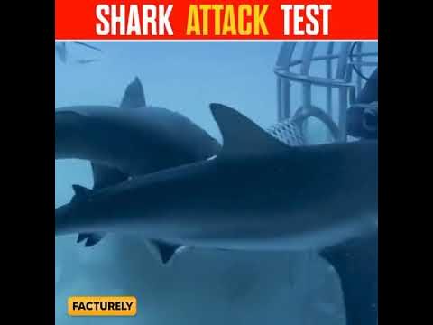 SHARK ATTACK TEST #shorts#youtubeshorts - YouTube