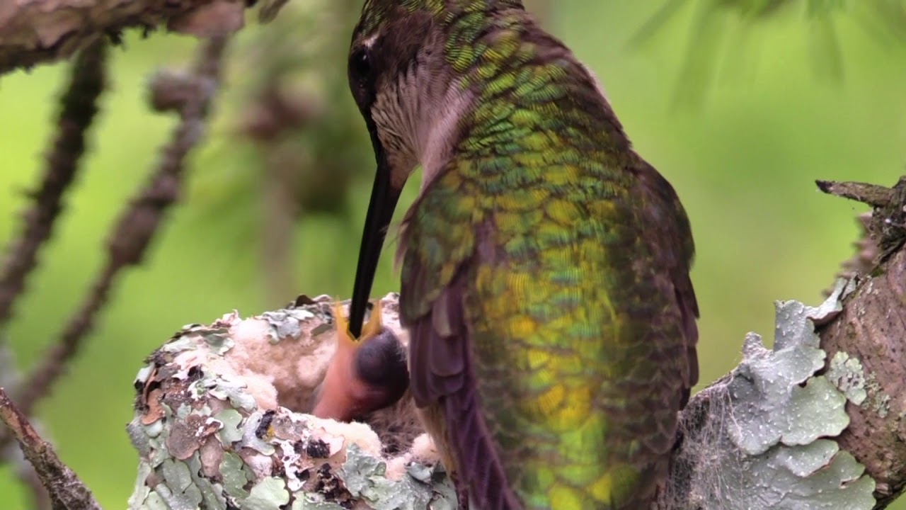 Hummingbird feeding babies close up - Canon VIXIA HF G40 - YouTube