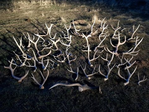 2017 shed hunting. Crazy elk shed must see! - YouTube