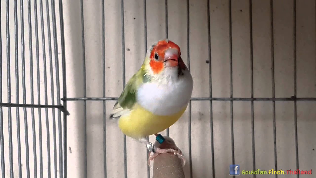 Pied Gouldian Finch - YouTube