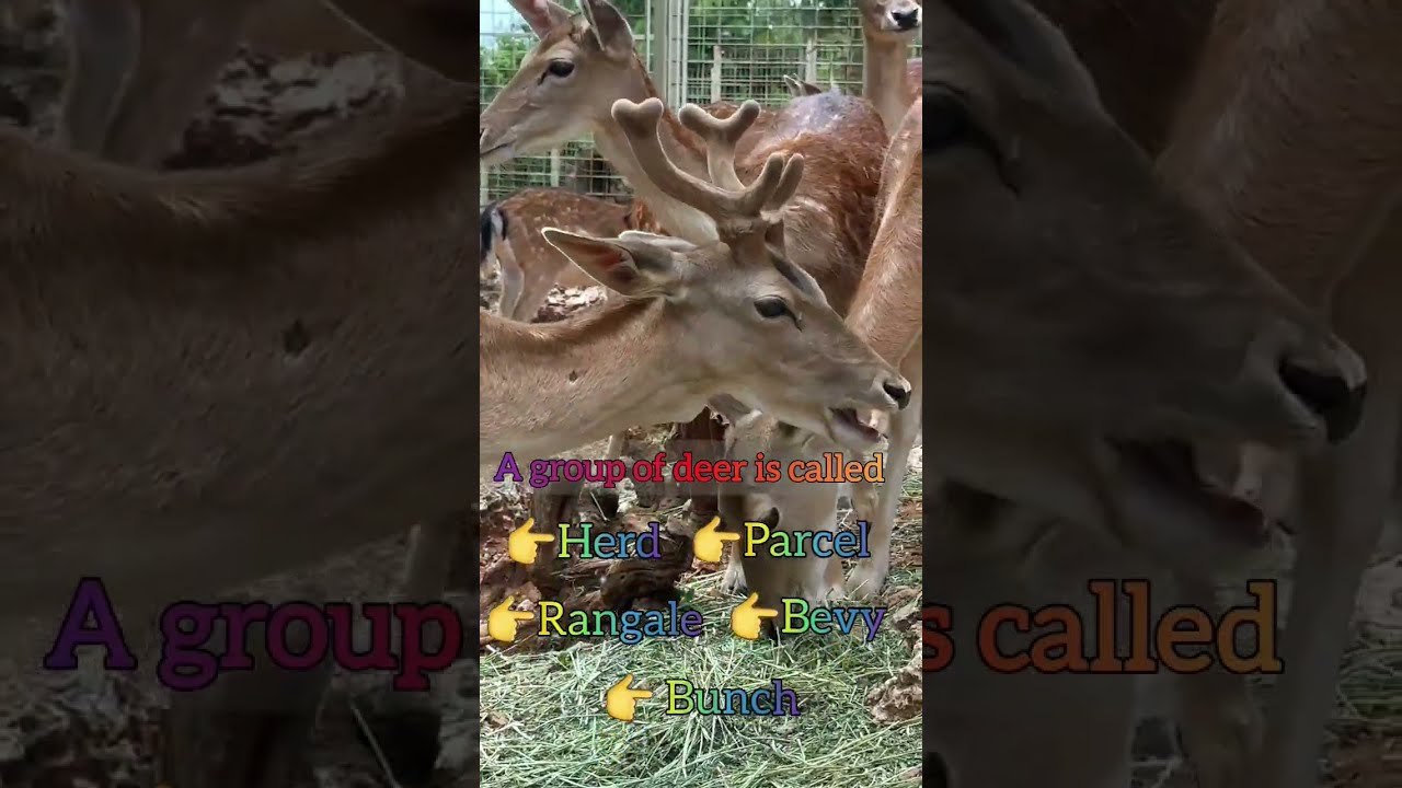 What do you call a group of deer store