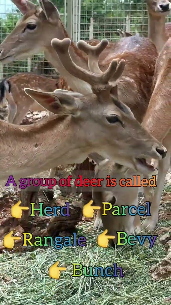 A group of deer is called store
