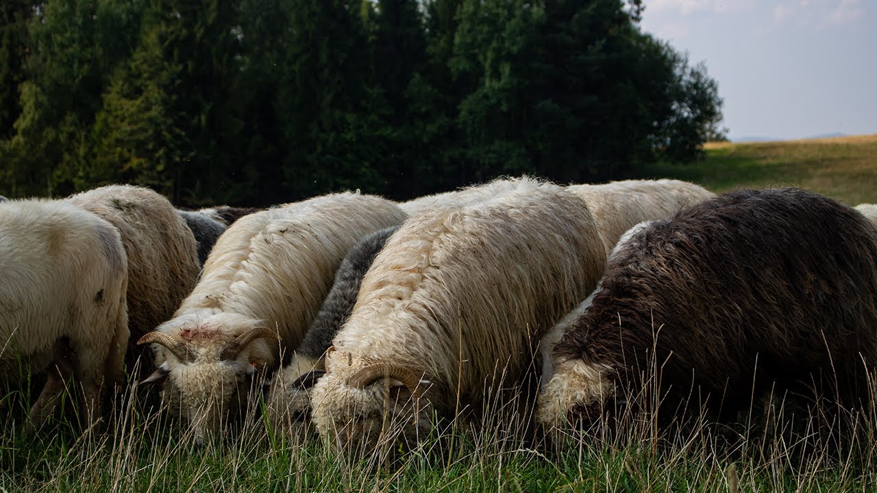 The Great Mountain Sheep Gather sheep farm || pastoral life - YouTube