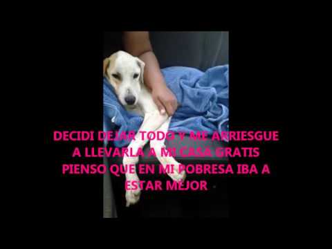 PERRO RESCATADO CAQUEXICO Y SIN VILIS LUCHANDO POR VIVIR - YouTube