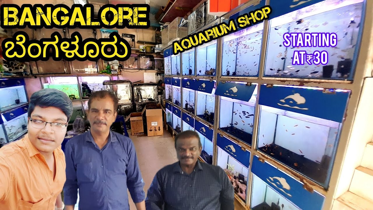 Best Aquarium in Bangalore || tropcial fish, bettafish,fighter fish ...