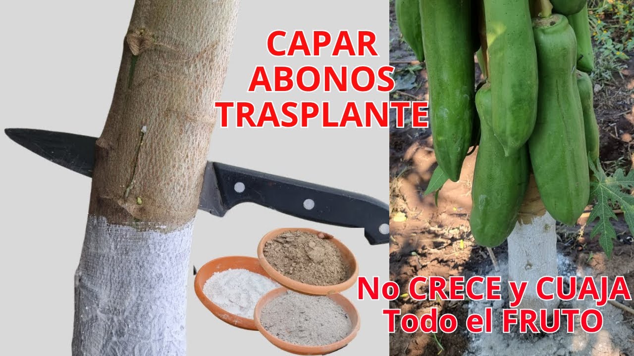 CUIDADOS de un Árbol de Papaya o Lechosa, SIEMBRA, CAPAR y ABONOS Poco ...