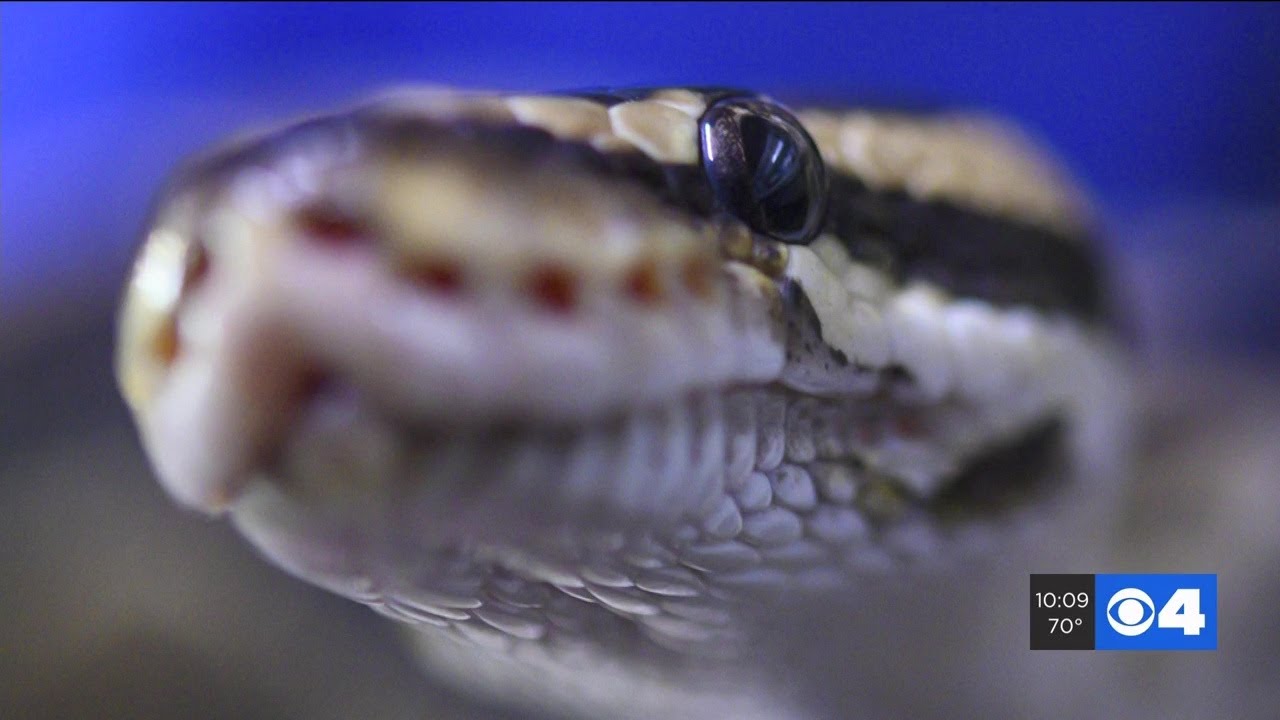 'I was scared, I have a phobia of snakes;' Ballwin woman returns from ...