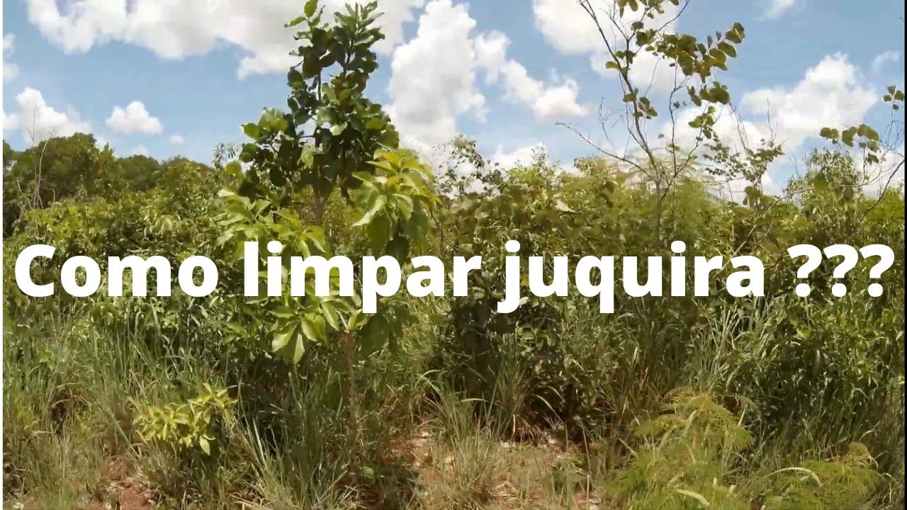 Roçar juquira resolve ??? - YouTube