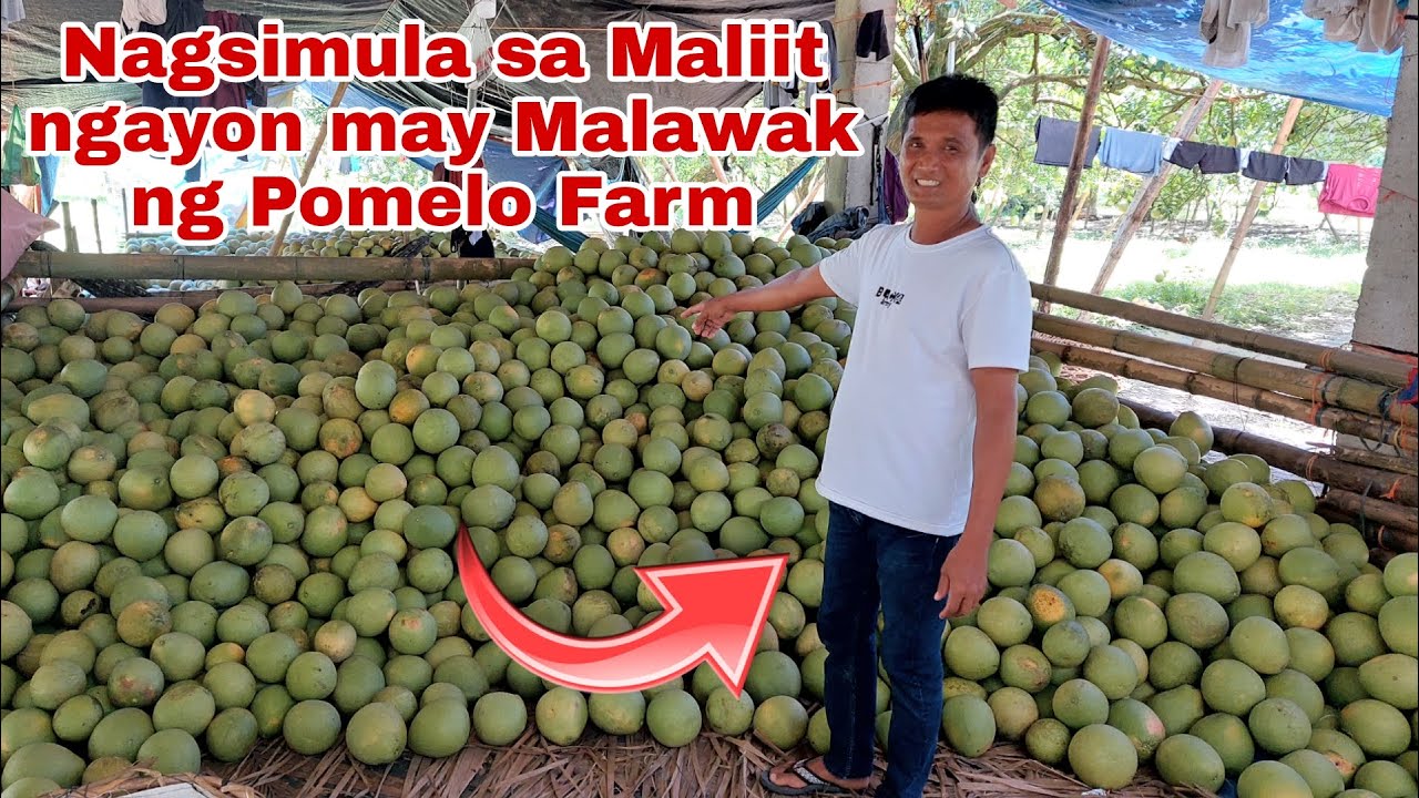What Type Of Orchard Is Davao Golden Pomelo Farm at Alvera Rollins blog