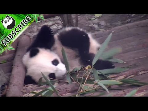 Authentic panda dancing - YouTube