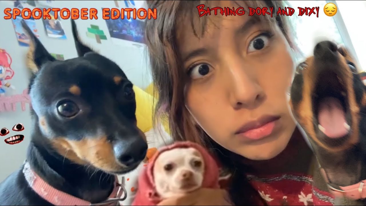 Giving Dory and Dixy a bath…their October nightmare - YouTube