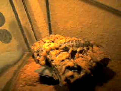 Hadrurus spadix, Desert hairy scorpion - YouTube