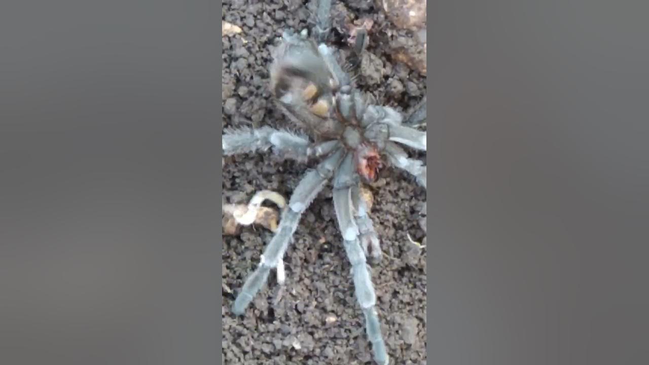 🕷️عثرنا على عنكبوت ضخم أثناء الحفر👈هل هو دليل على خطر بالموقع🤔شاهد ماحل بة Youtube