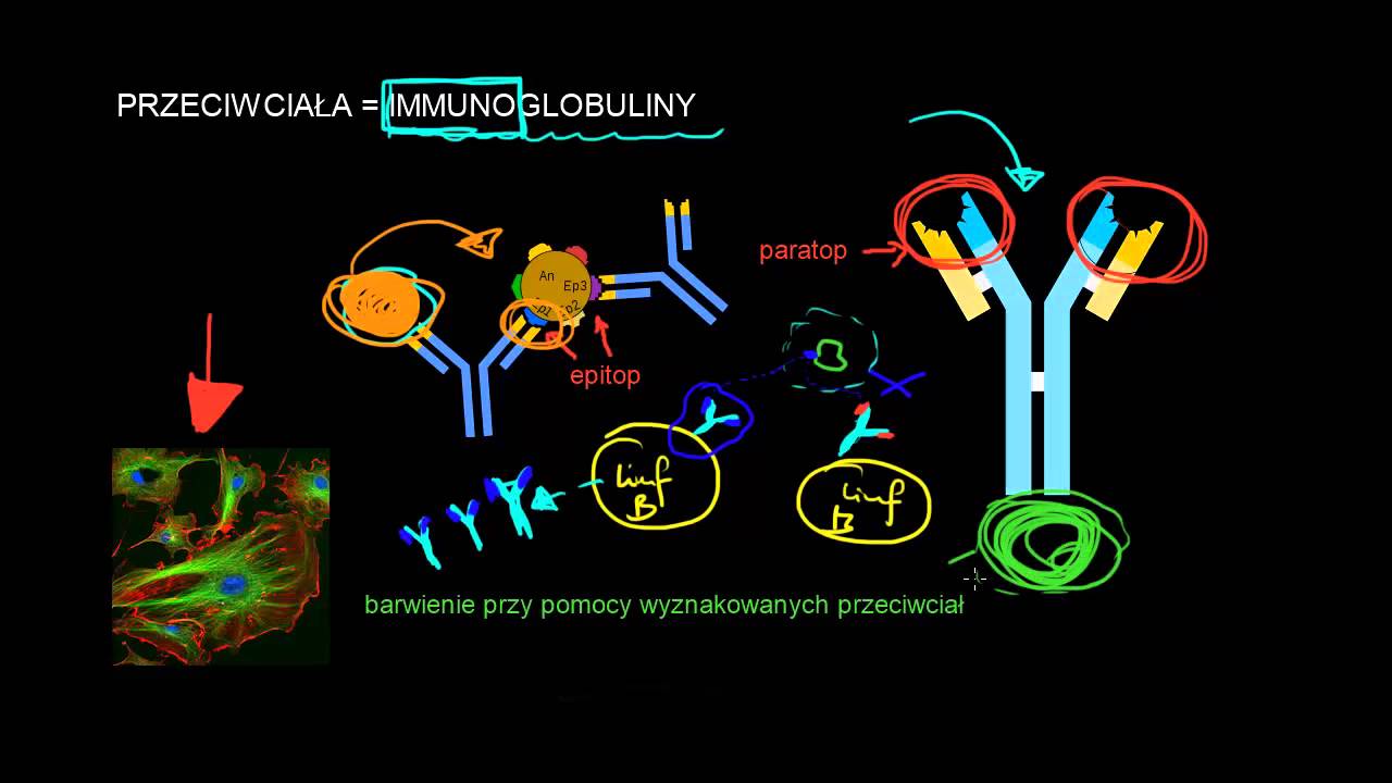 Limfocyty B - YouTube