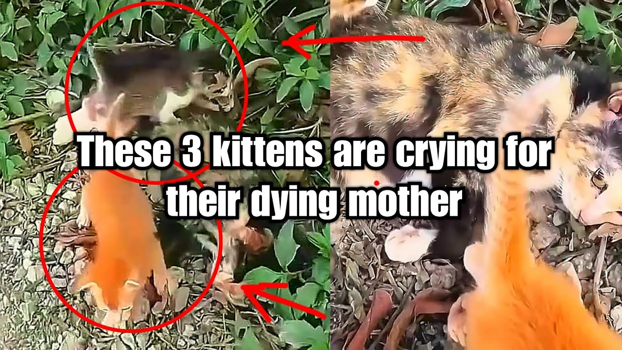 These 3 kittens are crying for their dying mother - YouTube