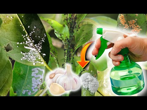 Como FERMENTAR AJO MATA BICHOS y PLAGAS con este INSECTICIDA CASERO de AJO para PLANTAS