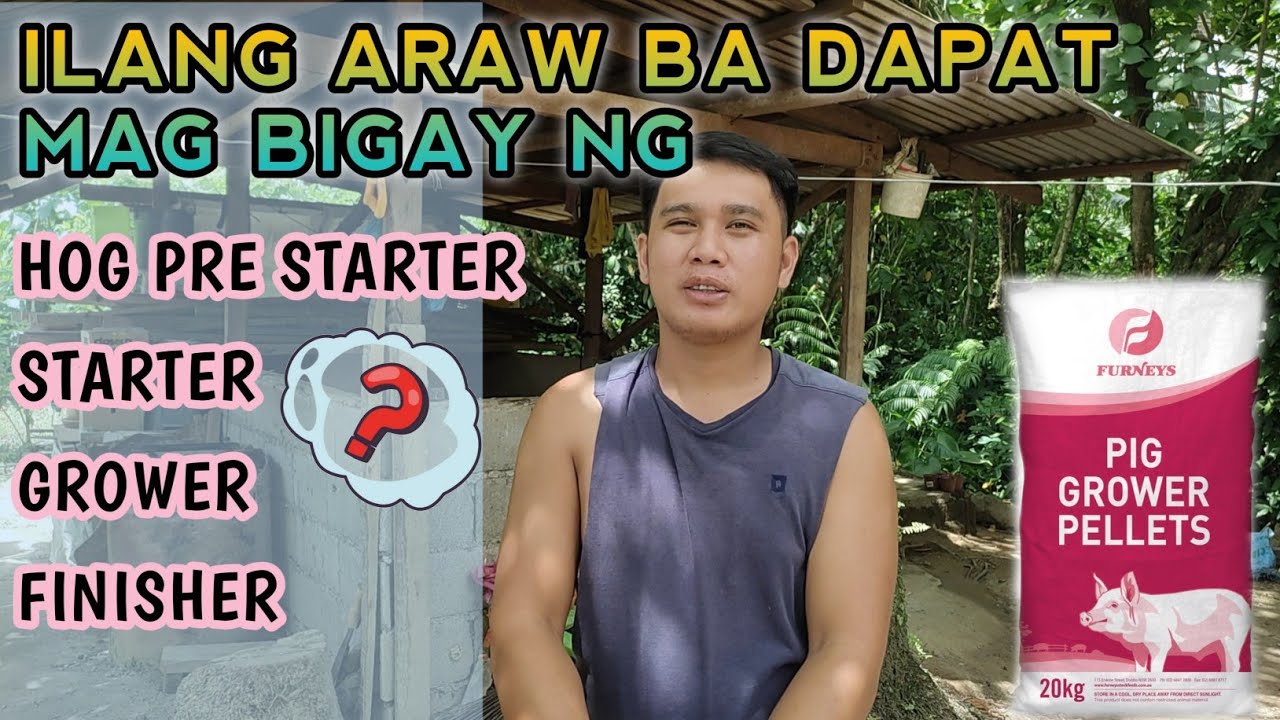 ILANG ARAW BA ANG TAMANG PAG BIBIGAY NG HOG PRE STARTER, STARTER, GROWER AT FINSHER FEEDS ...