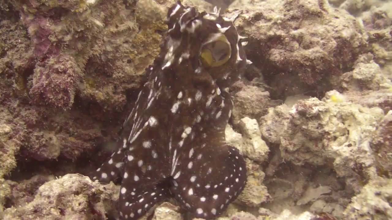 Octopus changing colour & shape - YouTube