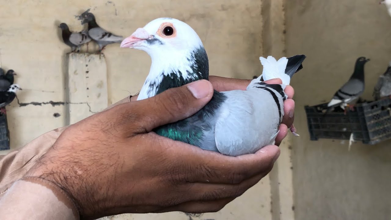 Top breeds of Belgium Racing Pigeons 2022 - YouTube