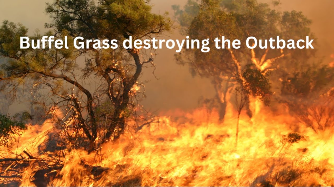 Invasive Buffel Grass is killing the Australian desert country - YouTube
