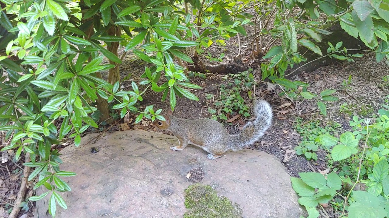 A #boy_chasing_squirrel 😓 #uncut - YouTube