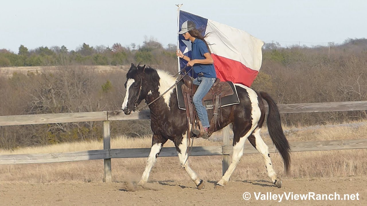 Beauty - carrying the flag! - ValleyViewRanch.net - YouTube
