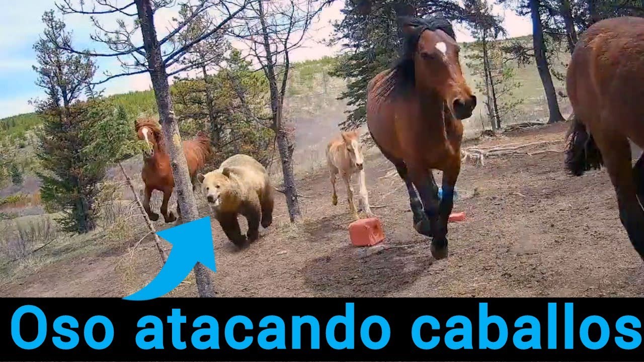 Oso atacando caballos - YouTube
