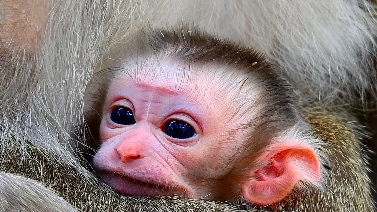 Congrats! Mom Libby giving birth to cute newborn baby monkey today in 1 ...
