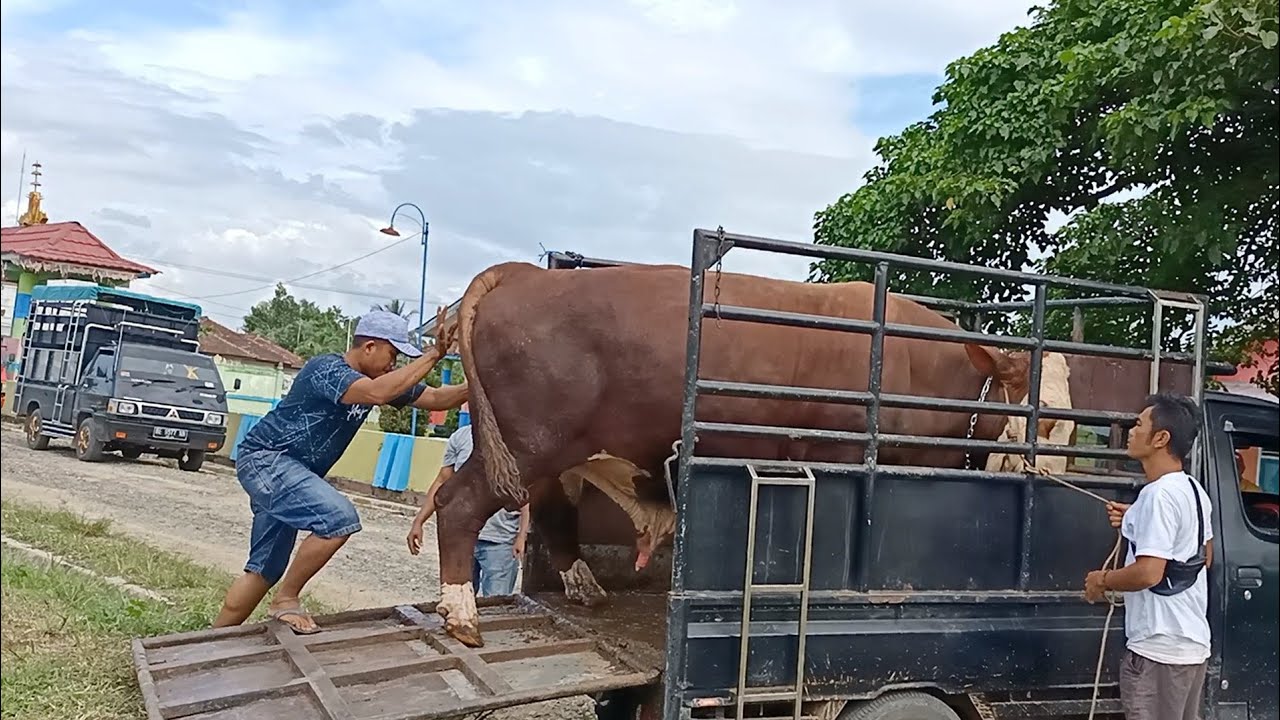 Menaikkan Sapi Super Besar Ke Pick Up Sampe Gak Muat - YouTube