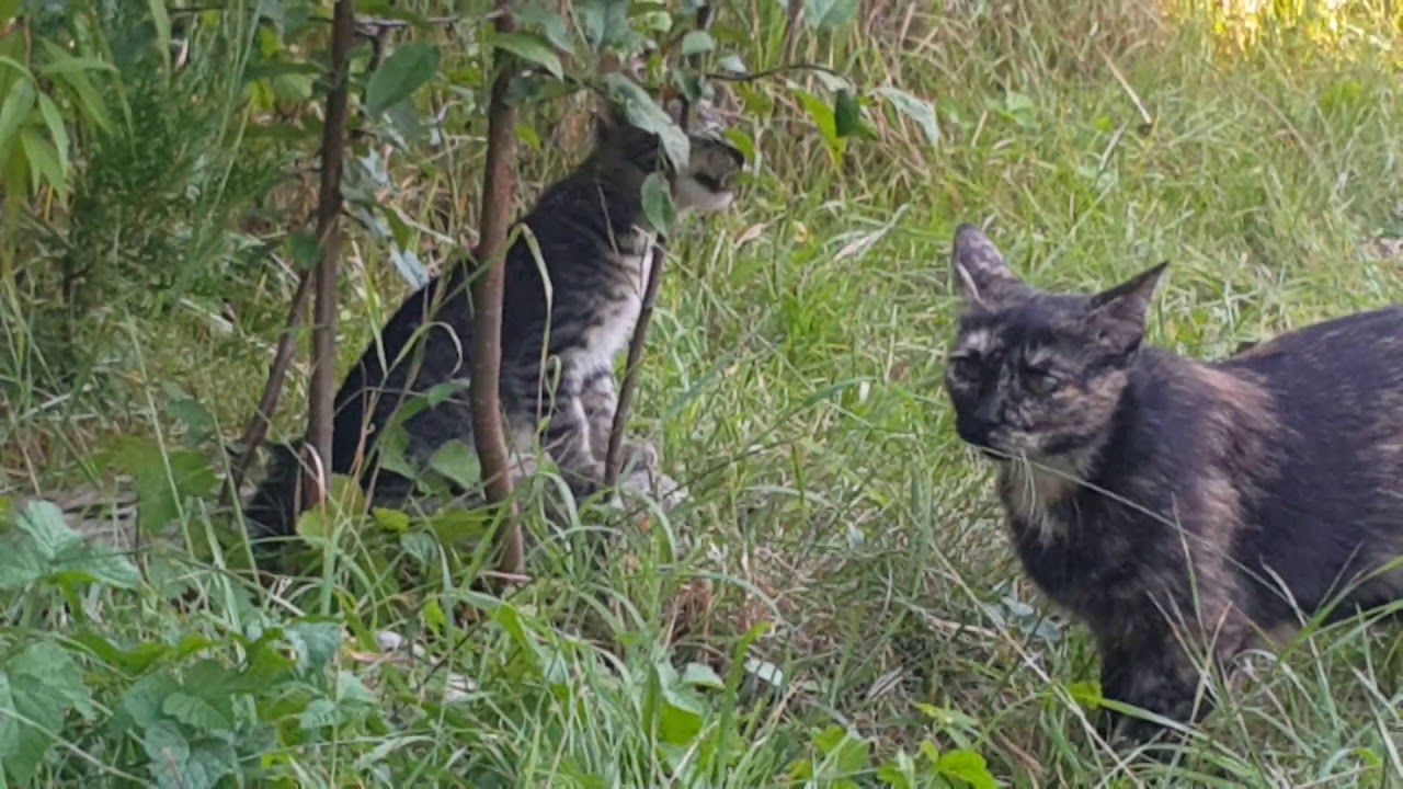Mara,s kittens playing - YouTube