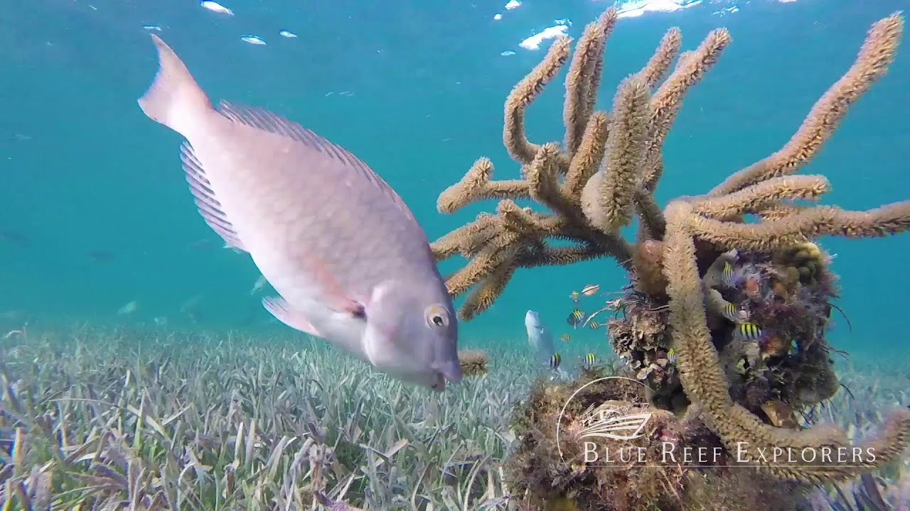 Marbled Parrotfish, (Leptoscarus vaigiensis) - YouTube