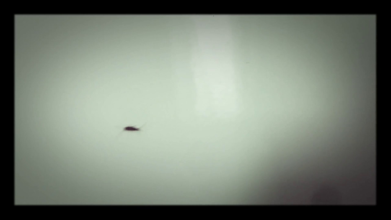Goodbye cockroach - YouTube