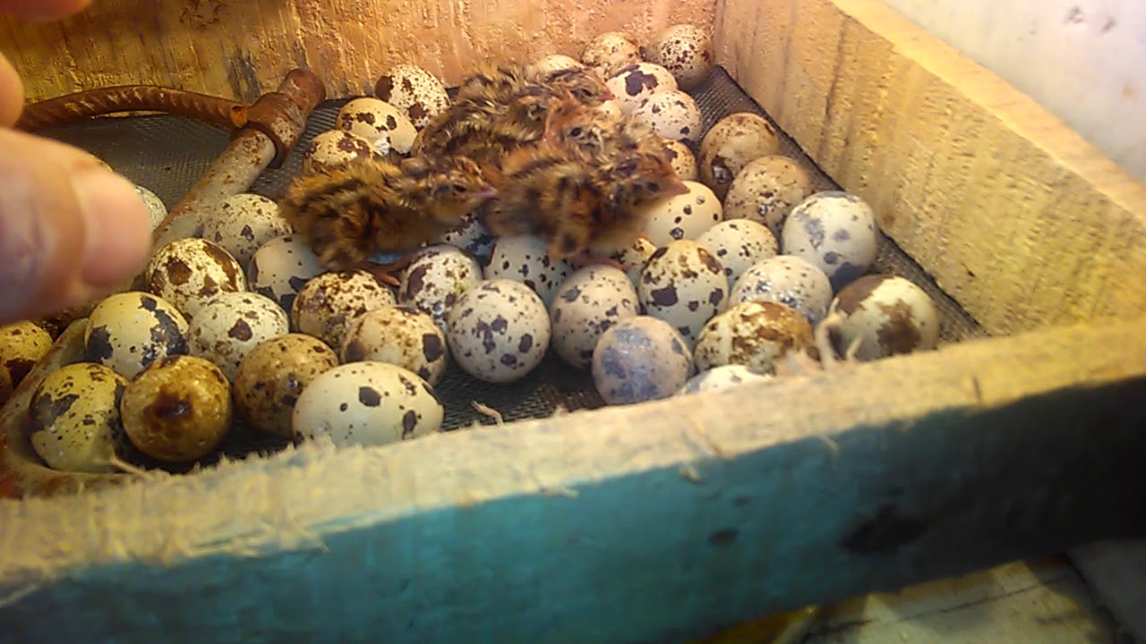 Cría de codornices Granja La Bendición video 43 - YouTube