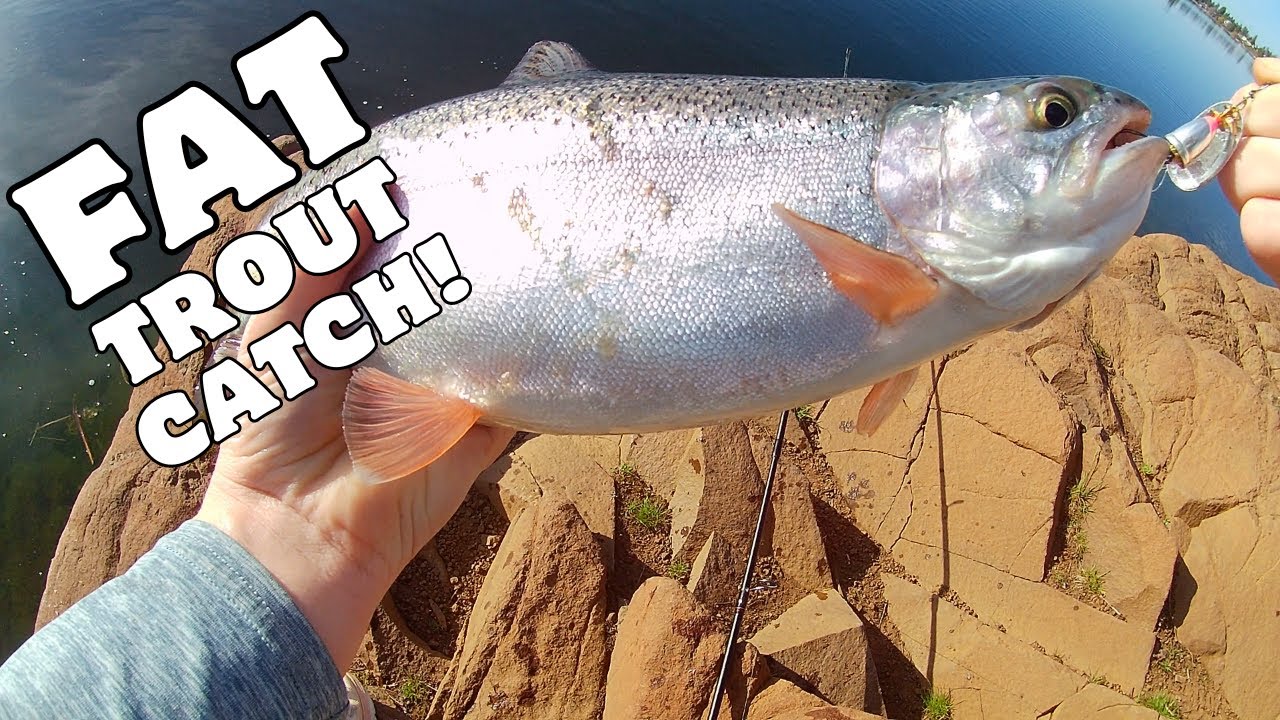 This FAT Trout Took Me Three Days to Catch! (Spring Trout Fishing ...